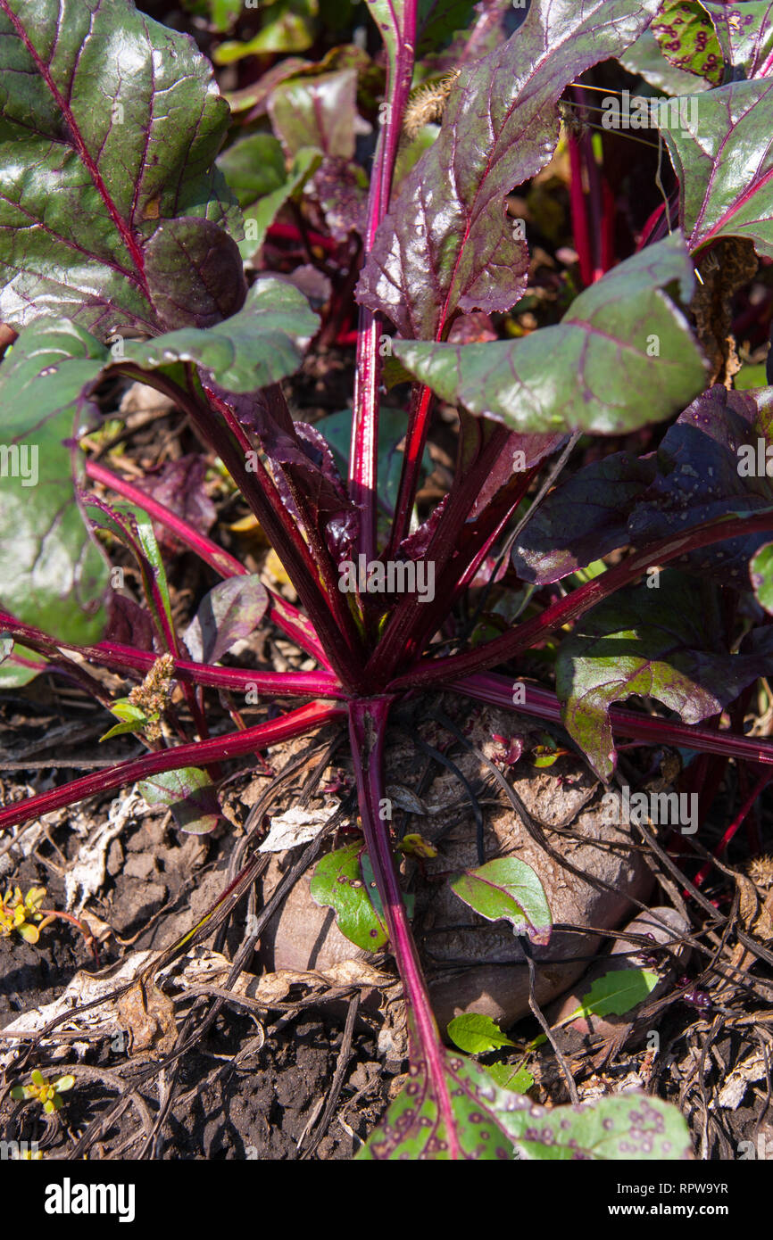 Beetroot head hi-res stock photography and images - Alamy