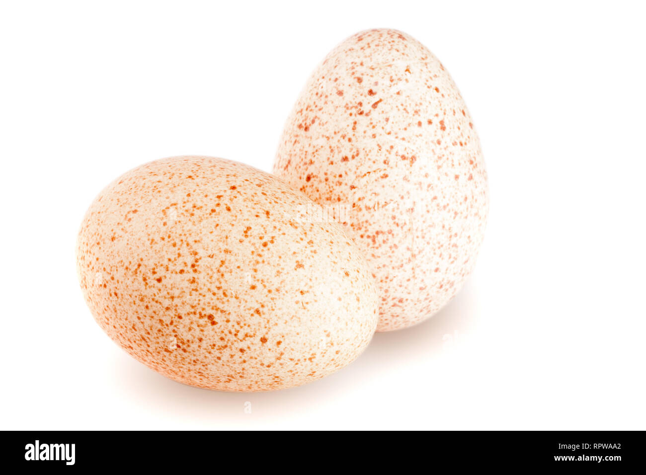Turkey eggs hi-res stock photography and images - Alamy