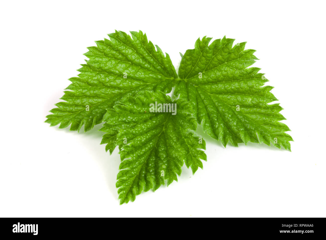 Fresh raspberry leaf isolated on white background Stock Photo - Alamy