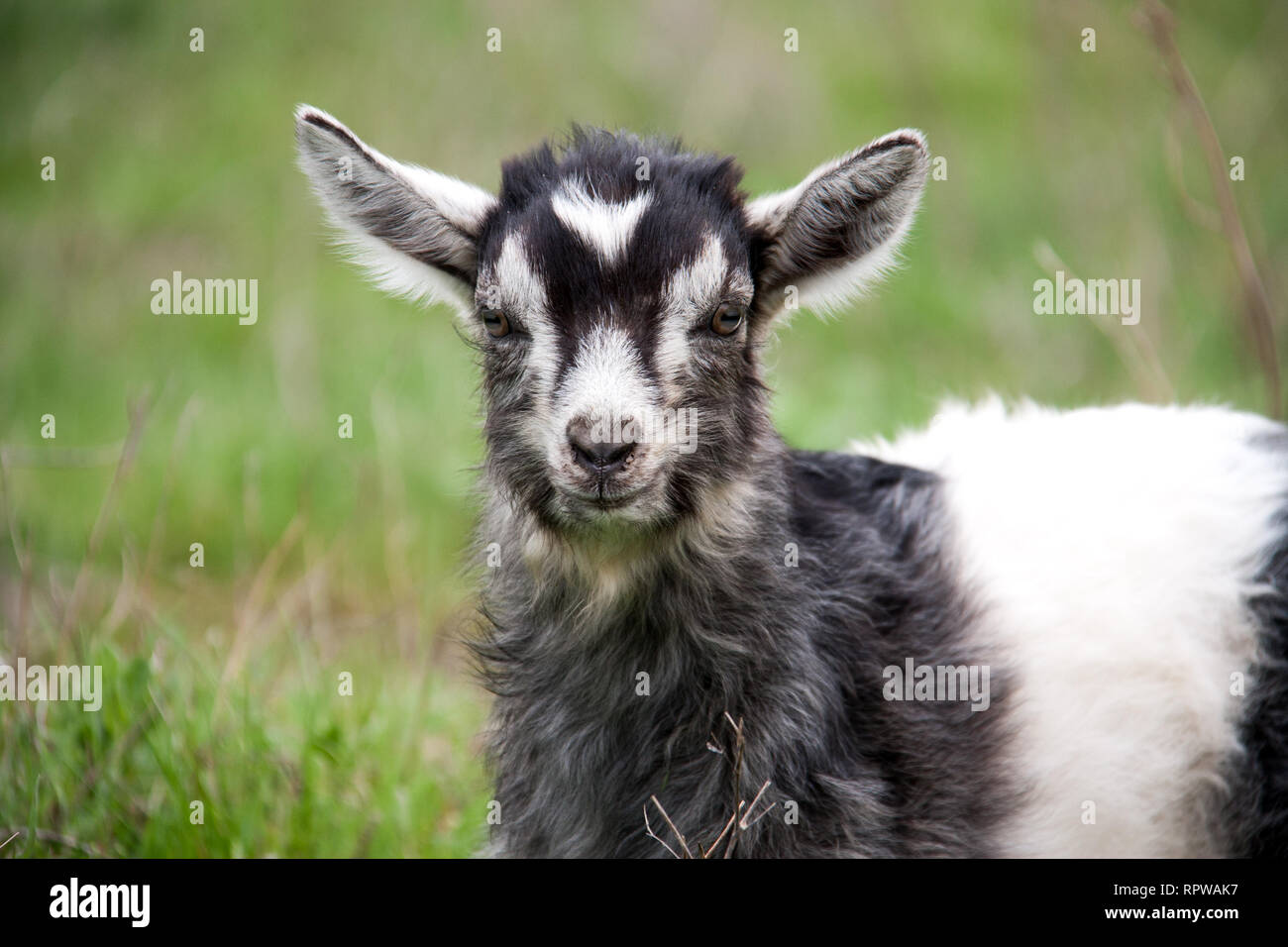 One little kid goat is grazing on the grass close-up Stock Photo - Alamy