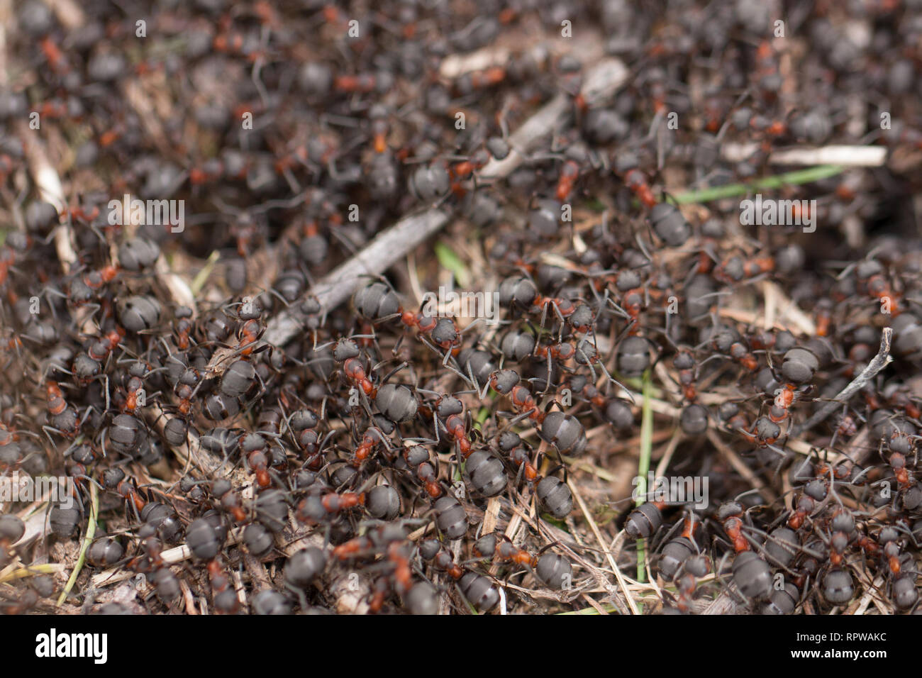 Ant architecture hi-res stock photography and images - Alamy