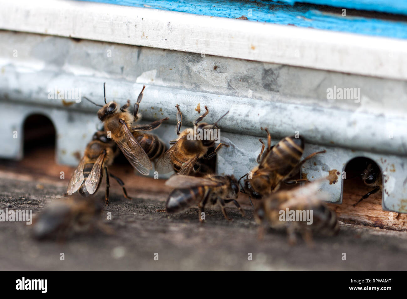 The bees at front hive entrance close-up Stock Photo - Alamy