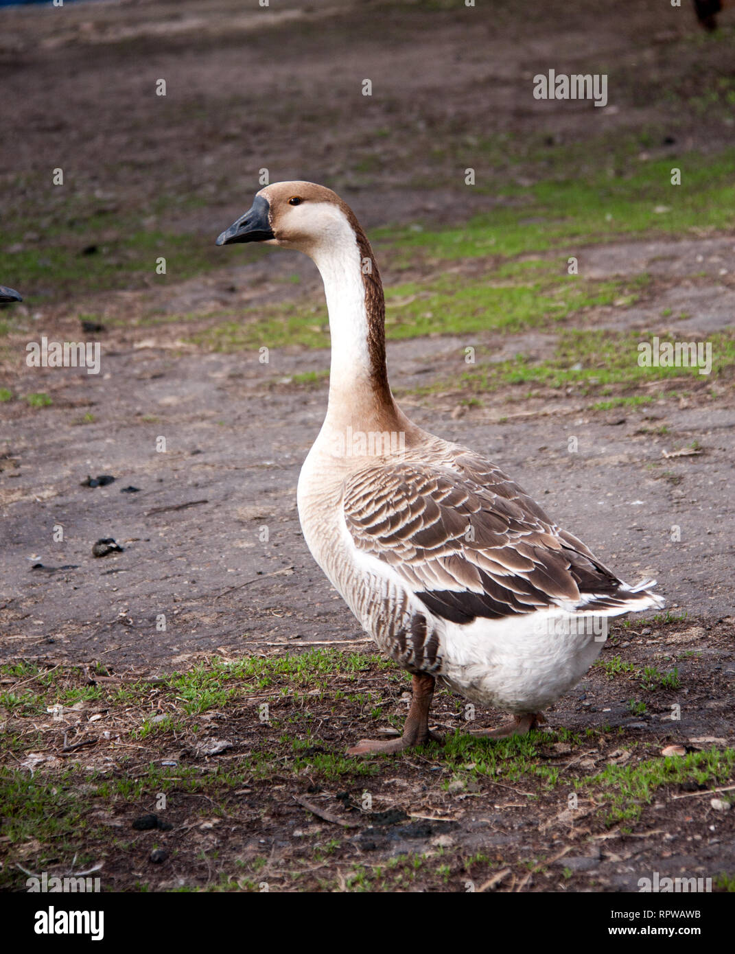 Goose farm hi-res stock photography and images - Alamy