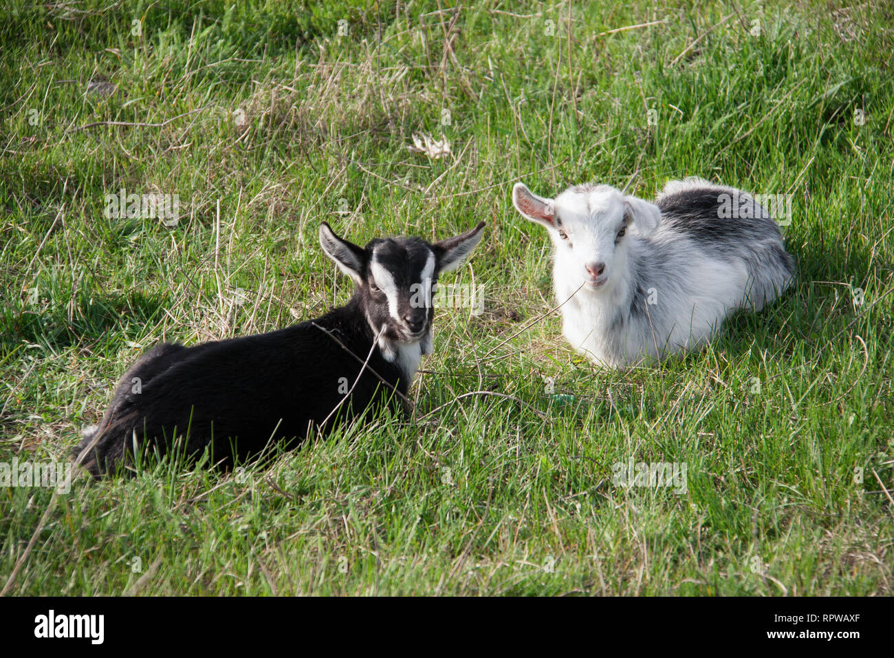 Lying young goat hi-res stock photography and images - Alamy