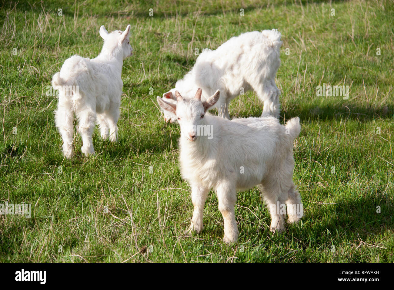 Small goat hi-res stock photography and images - Alamy