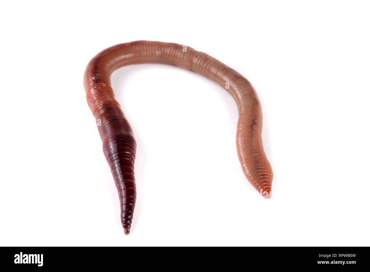 Earthworm Simple External Anatomy