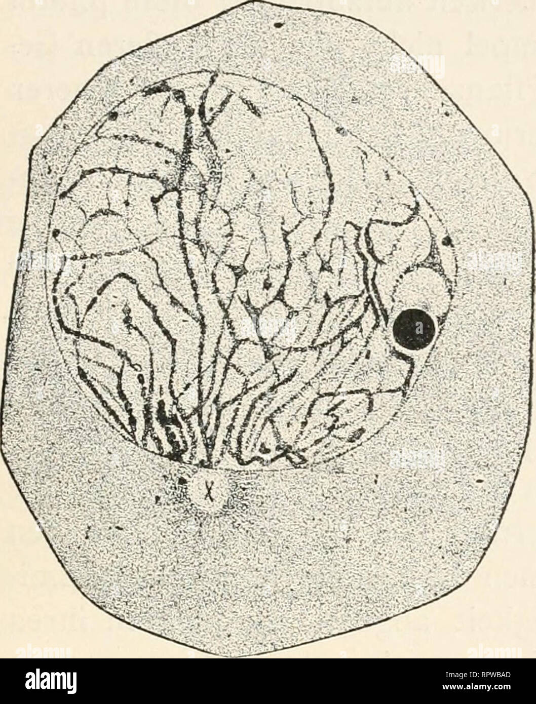 Cytoplasma hi-res stock photography and images - Alamy