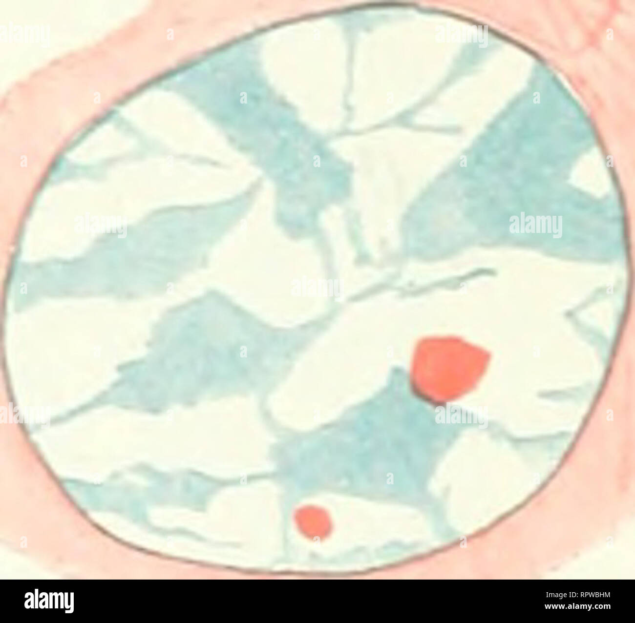 Die lalit hi-res stock photography and images - Alamy