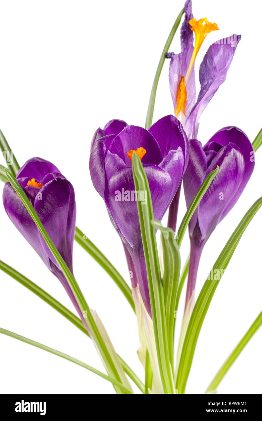 Crocus flowers isolated on white background closeup Stock Photo - Alamy