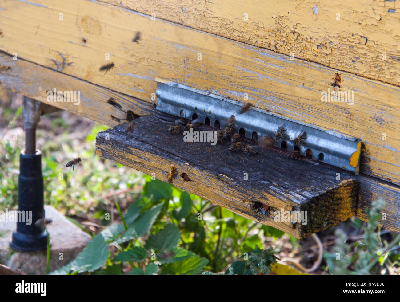 The bees at front hive entrance close-up Stock Photo - Alamy