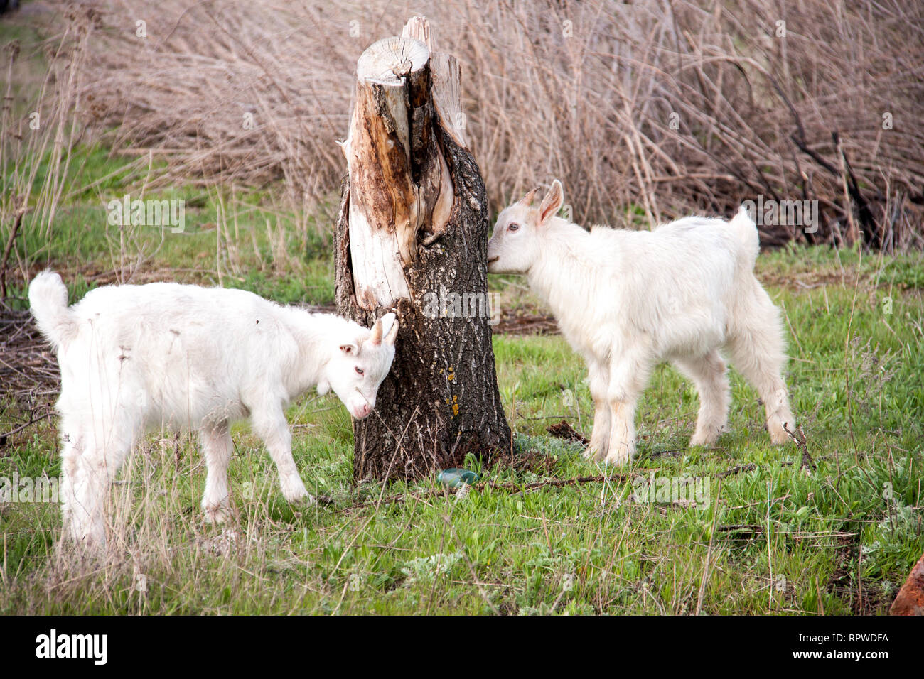 Graze child hi-res stock photography and images - Alamy