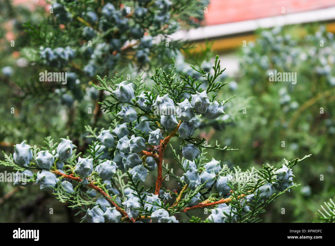Cypress seeds on a branch close-up macro Stock Photo - Alamy