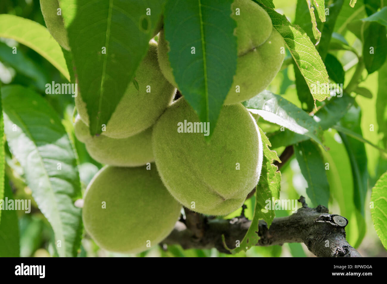 Young peach tree hi-res stock photography and images - Alamy