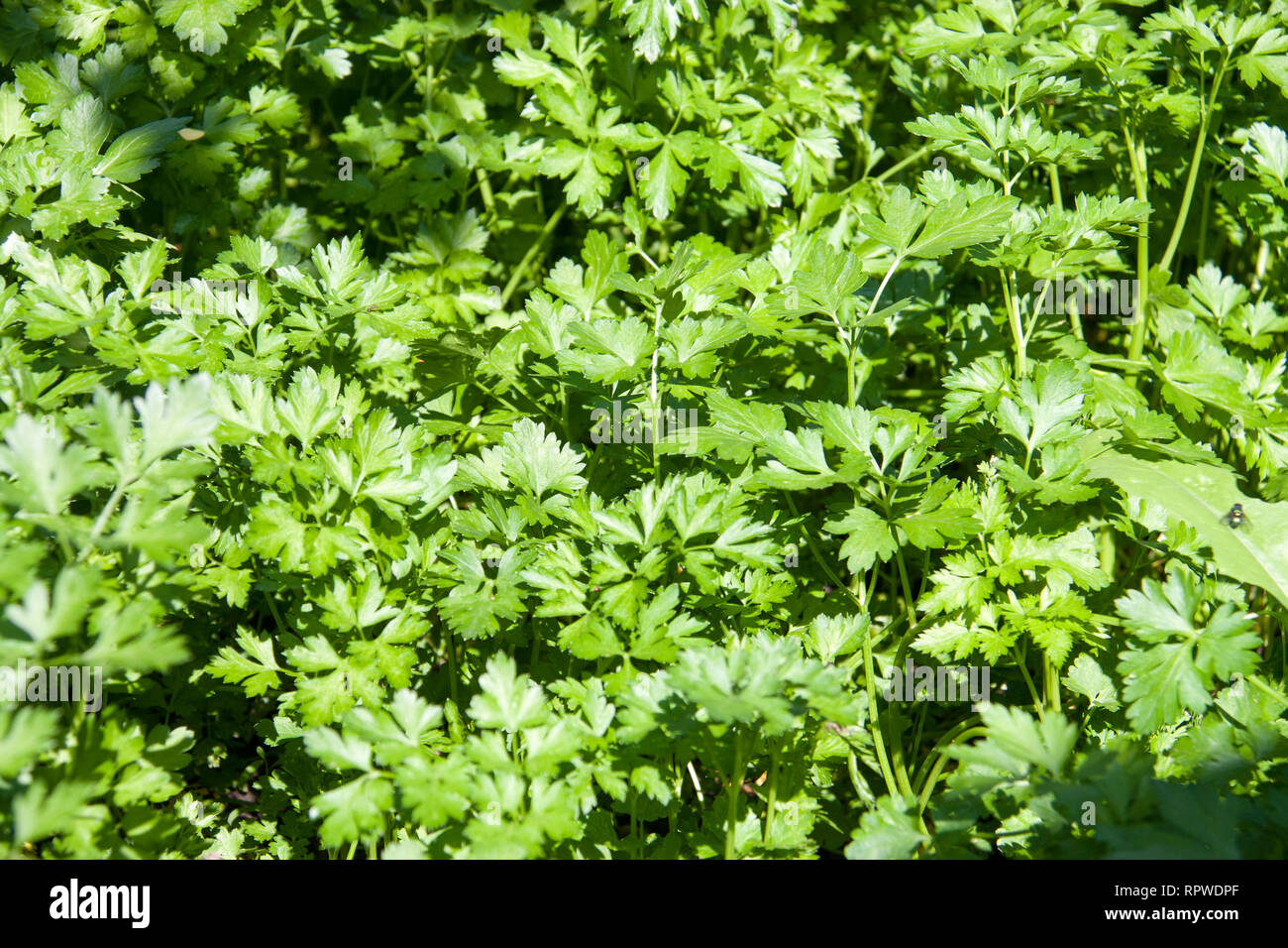 Fresh parsley growing in the garden as a background Stock Photo - Alamy