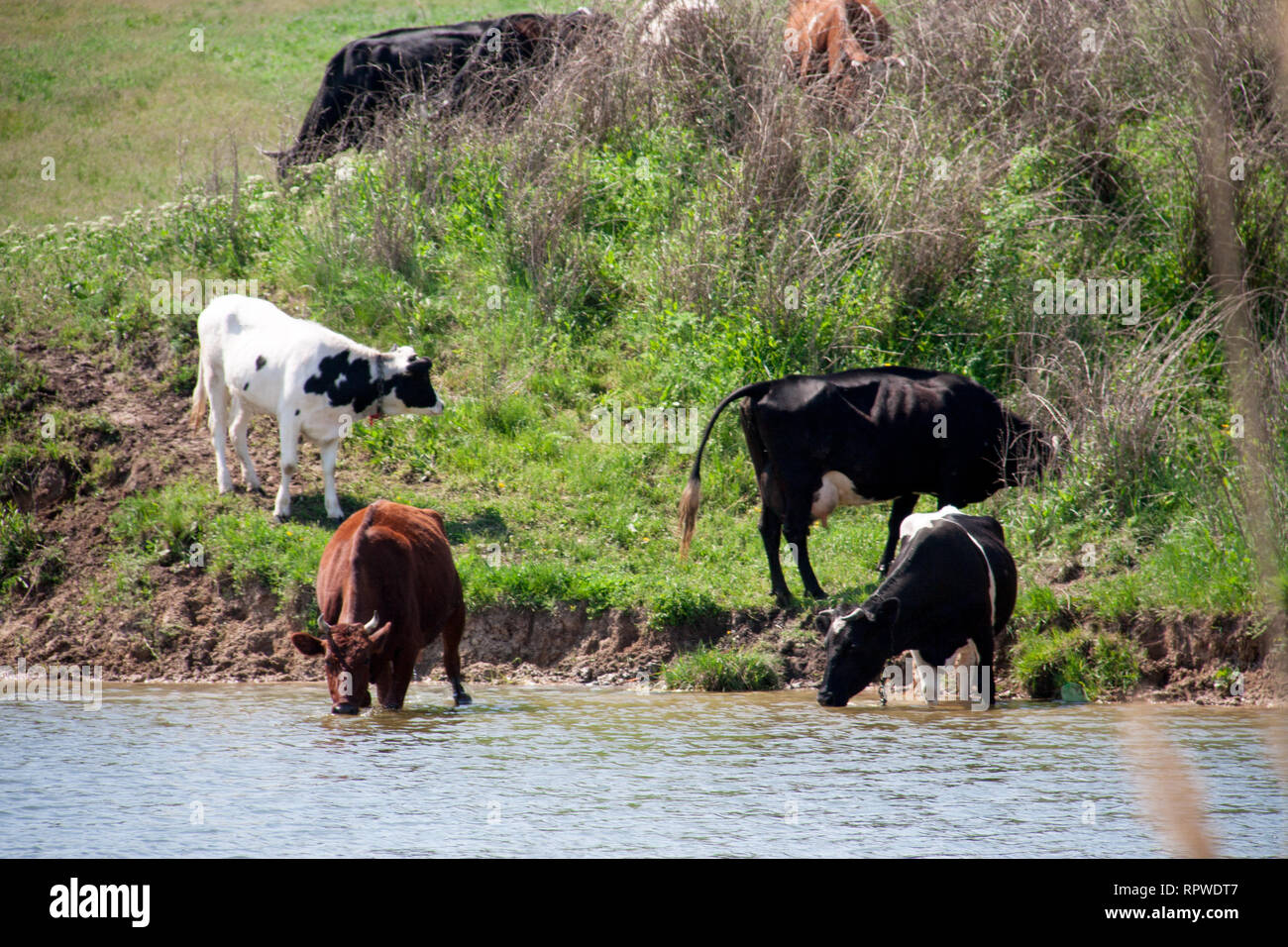 Cow drinking from the water trough hi-res stock photography and images ...