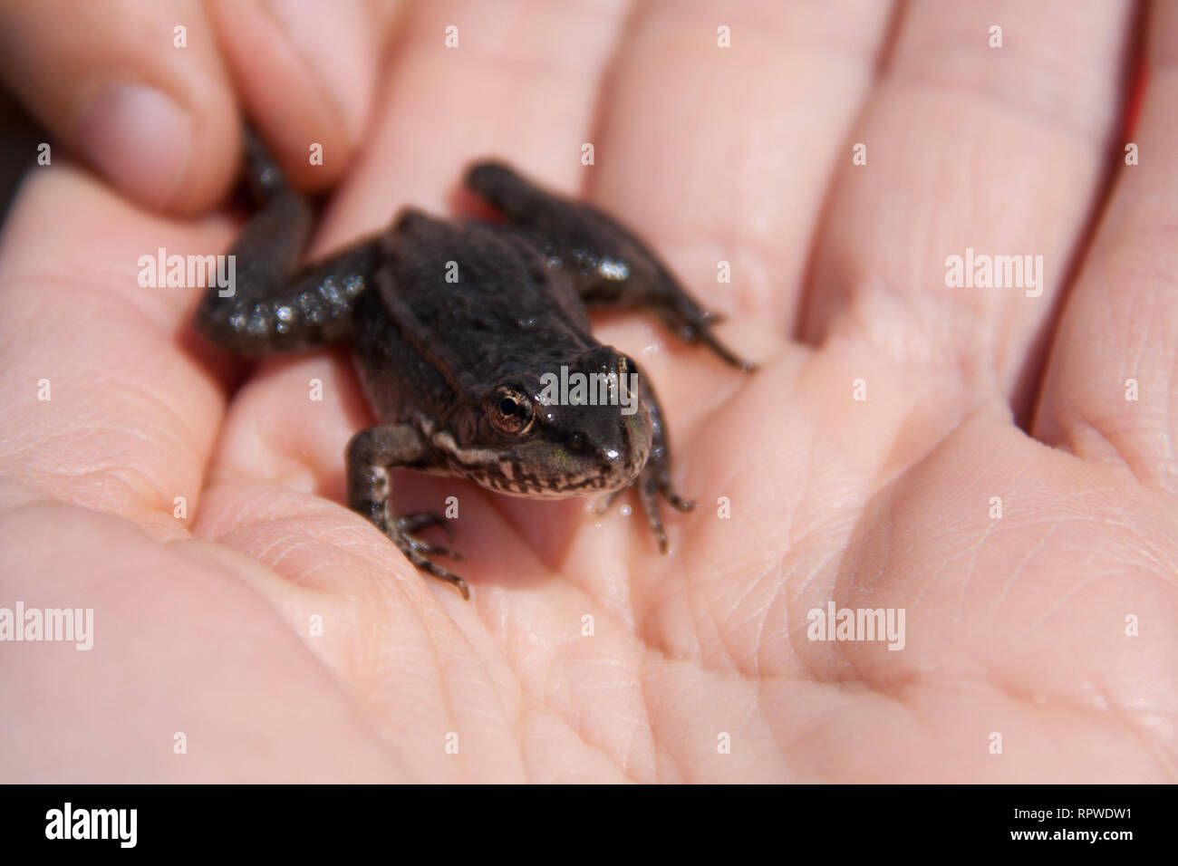 small lake frog sitting on a hand Stock Photo - Alamy
