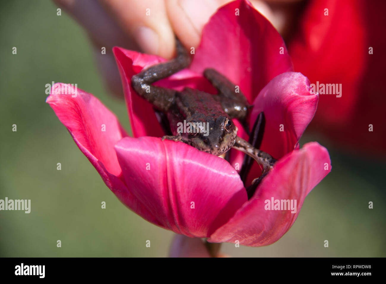 small lake frog sitting on a flower Stock Photo - Alamy