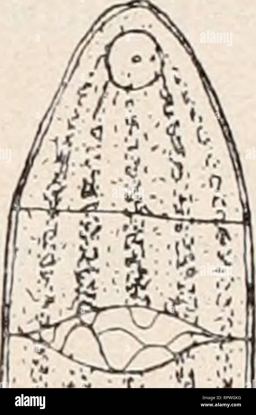 Docidium hi-res stock photography and images - Alamy