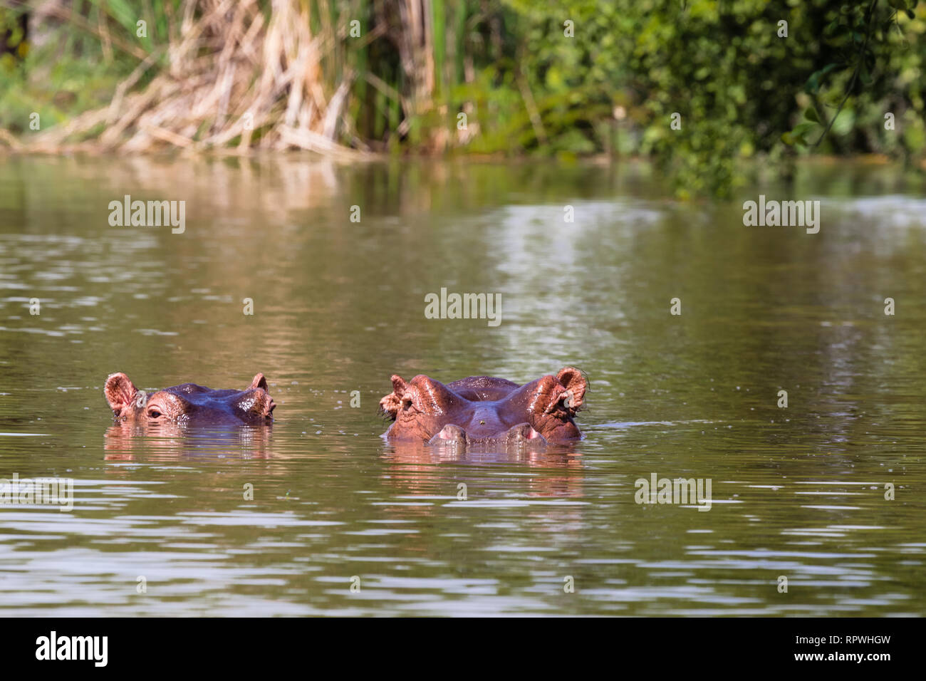 Two hippo from Lake Baringo. Kenya, Africa Stock Photo - Alamy