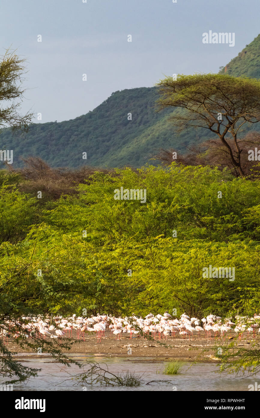 Landscape with birds. Flamingo of Lake Baringo. Africa Stock Photo - Alamy