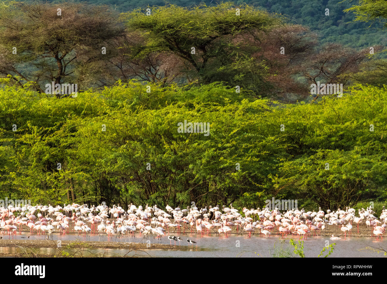 Landscape with birds. Flamingo of Lake Baringo. Kenya, Africa Stock ...