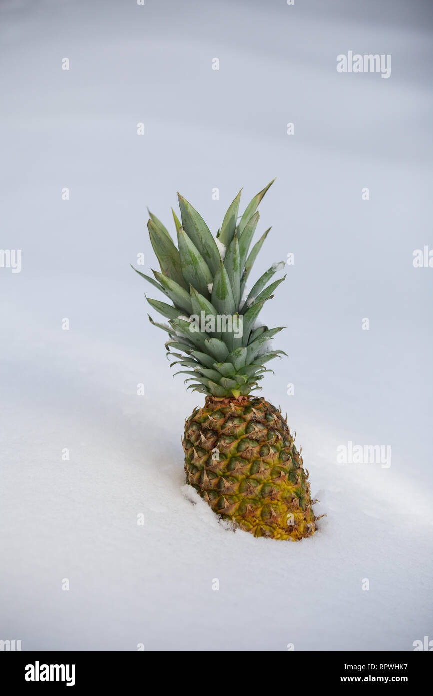 Pineapple fruit in fresh white snow Stock Photo - Alamy