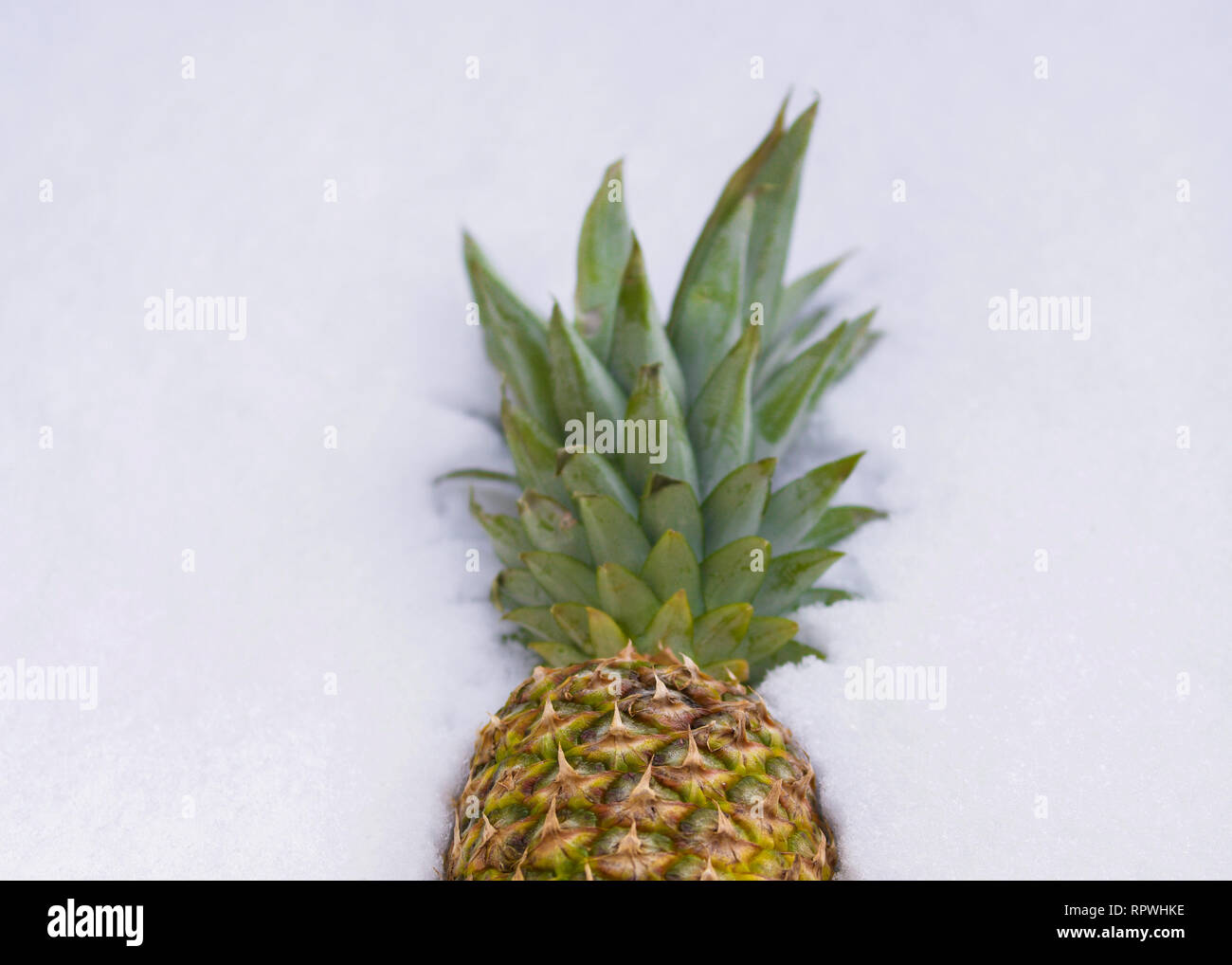 Pineapple fruit in fresh white snow Stock Photo - Alamy