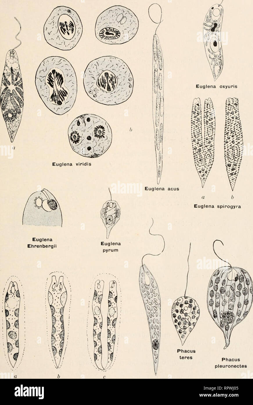 Phacus pleuronectes phacus pleuronectes hi-res stock photography and ...