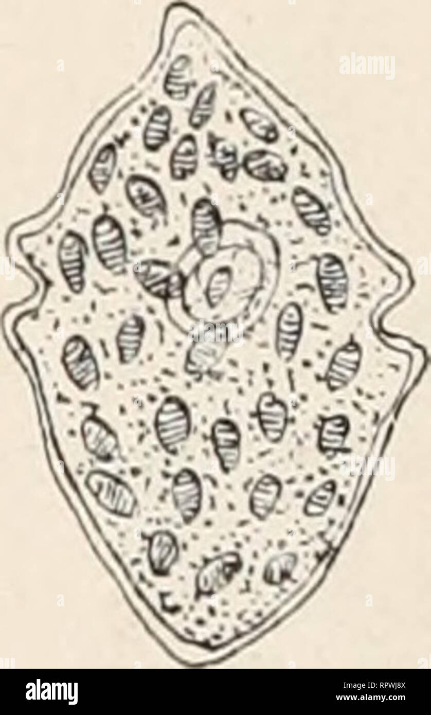 Dinophysis hi-res stock photography and images - Alamy