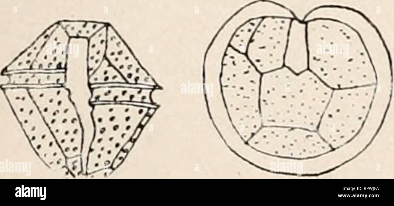 Ptychodiscus hi-res stock photography and images - Alamy