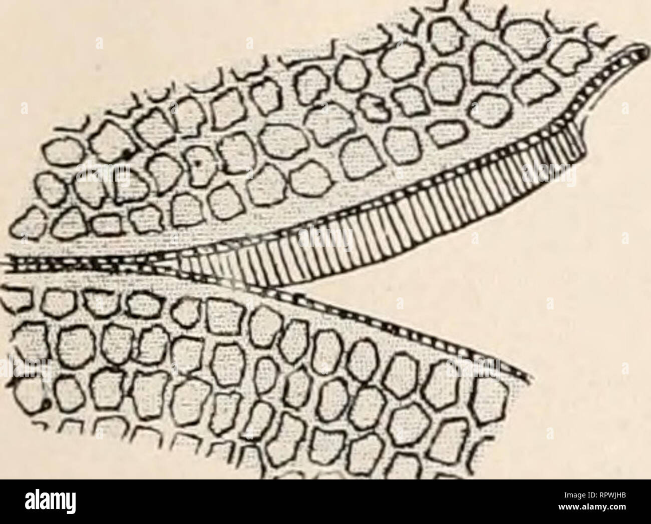 Peridinium hi-res stock photography and images - Alamy
