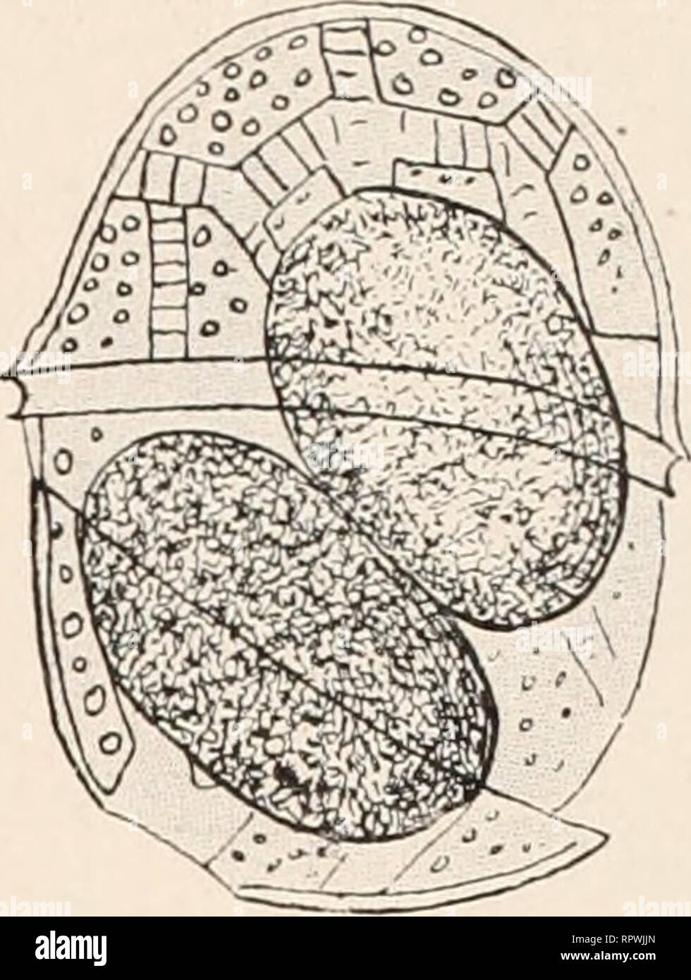 Peridinium tabulatum hi-res stock photography and images - Alamy