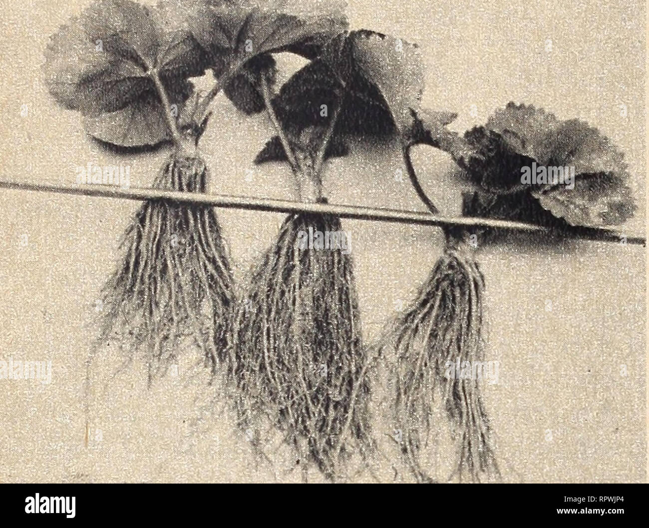 Setting down roots hi-res stock photography and images - Alamy