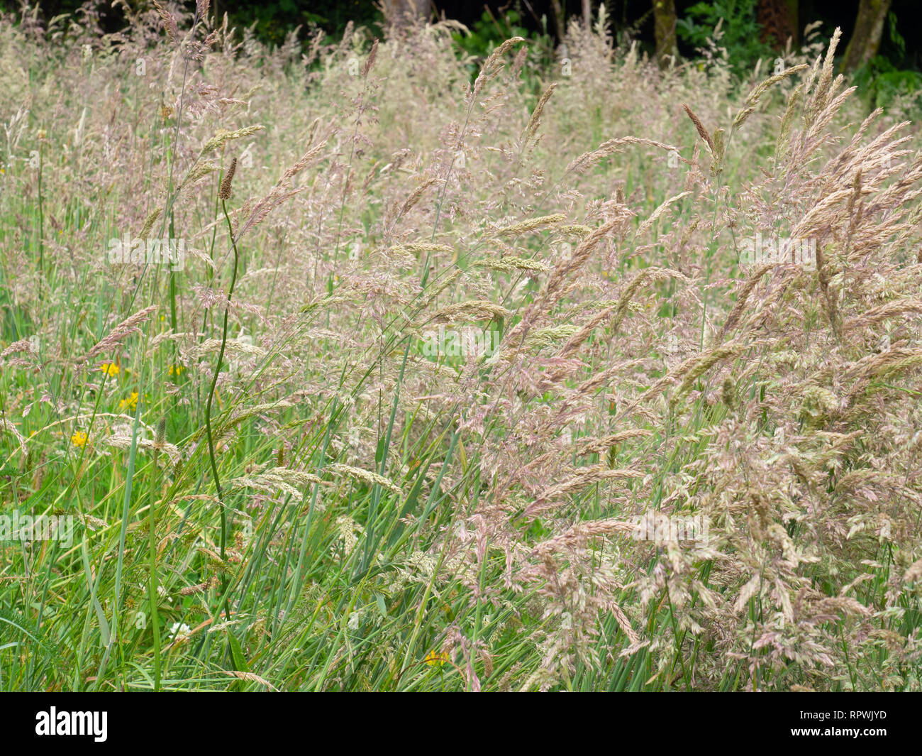 Grass in the breeze hi-res stock photography and images - Alamy