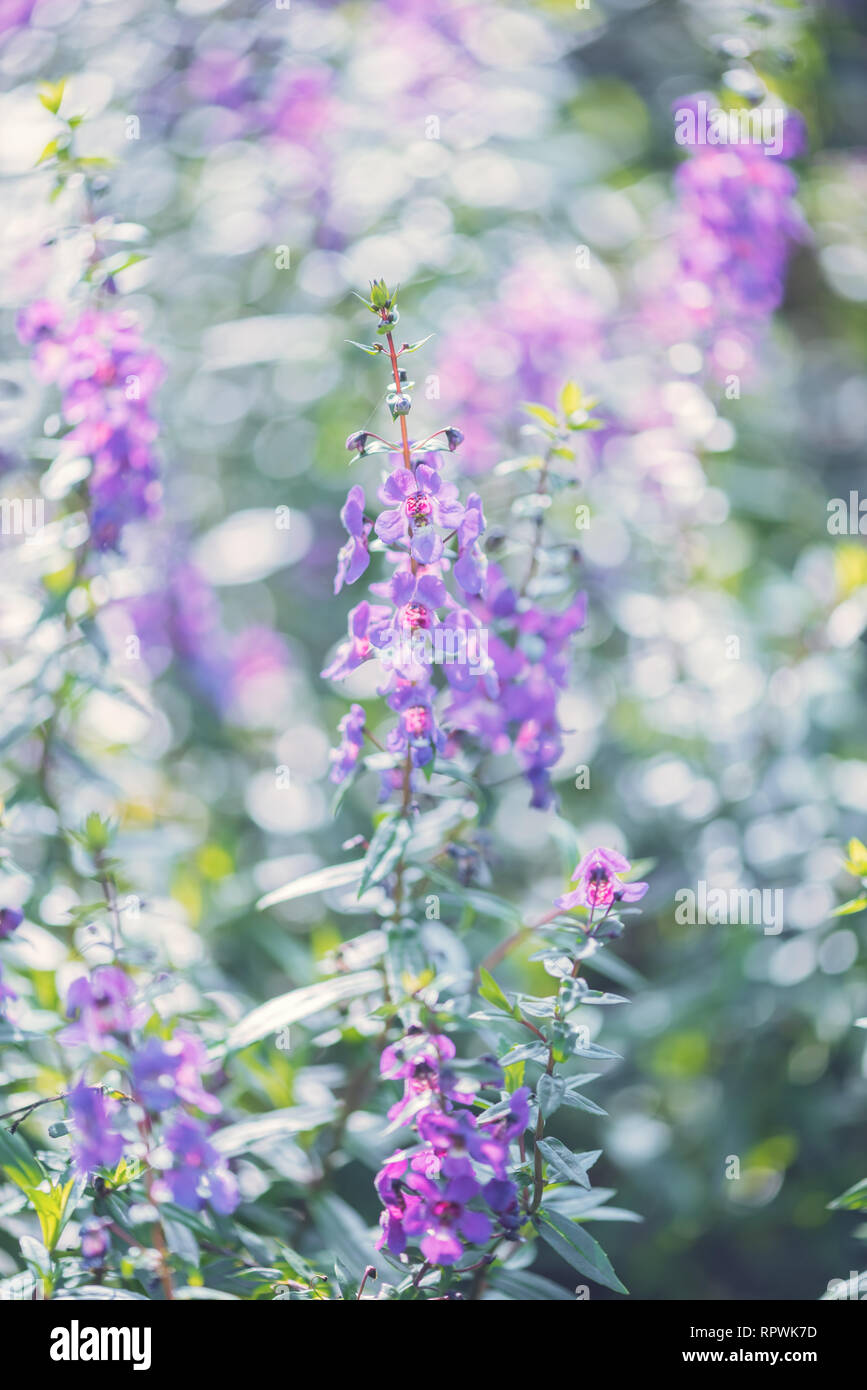 Angelon flower hi-res stock photography and images - Alamy