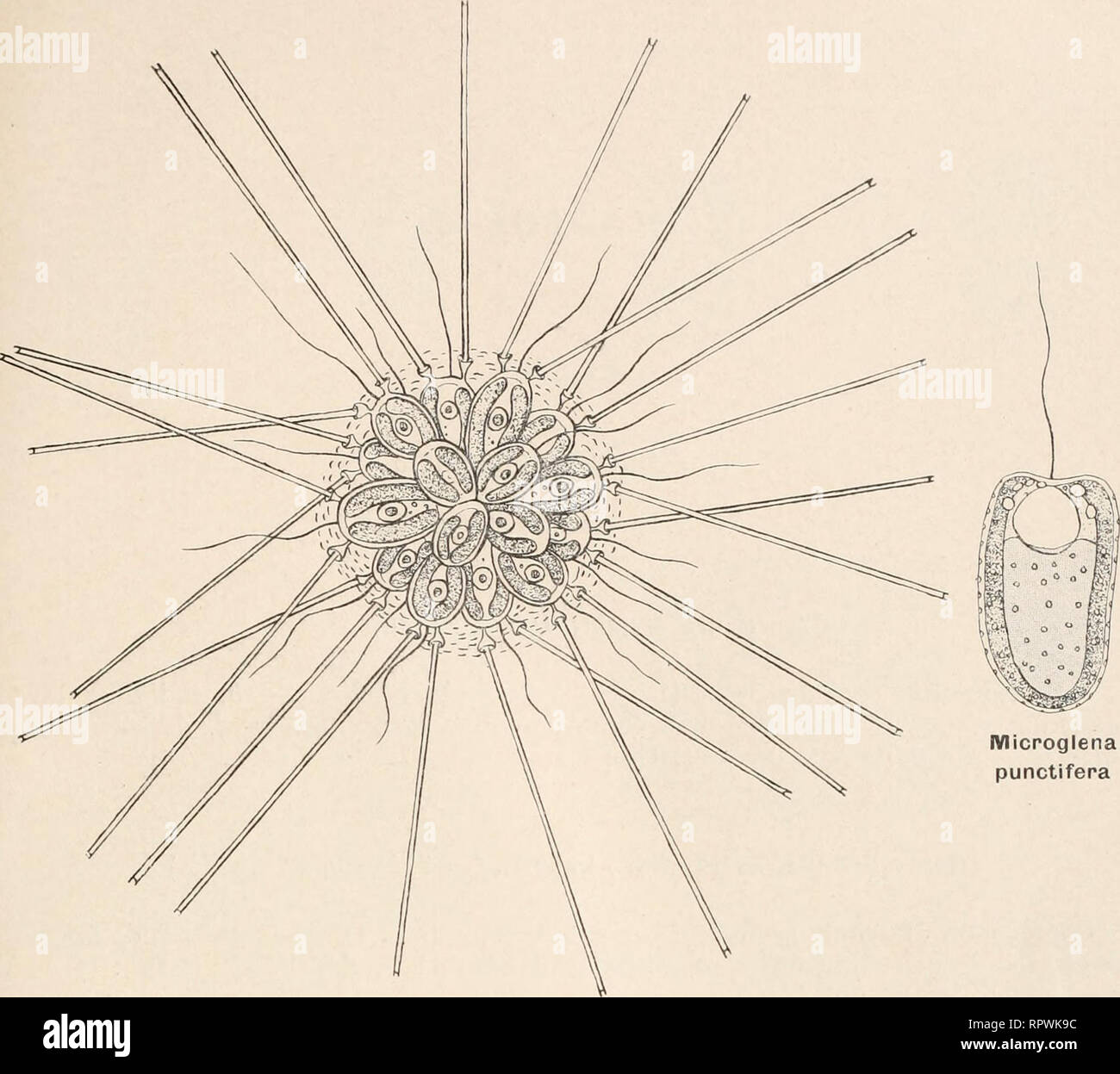 Longispina hi-res stock photography and images - Alamy
