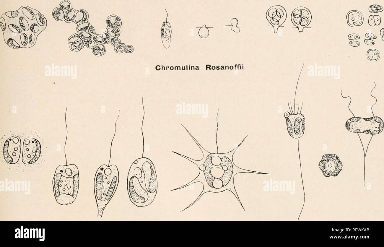 Chrysamoeba hi-res stock photography and images - Alamy