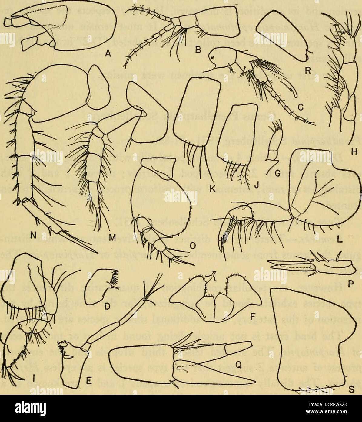 Setule hi-res stock photography and images - Alamy