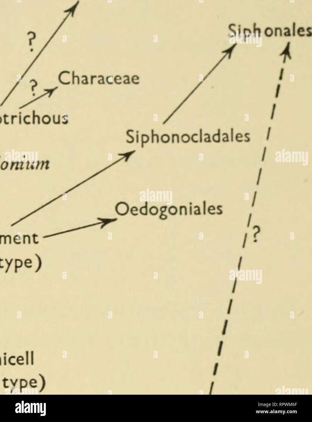 Unicell hi-res stock photography and images - Alamy