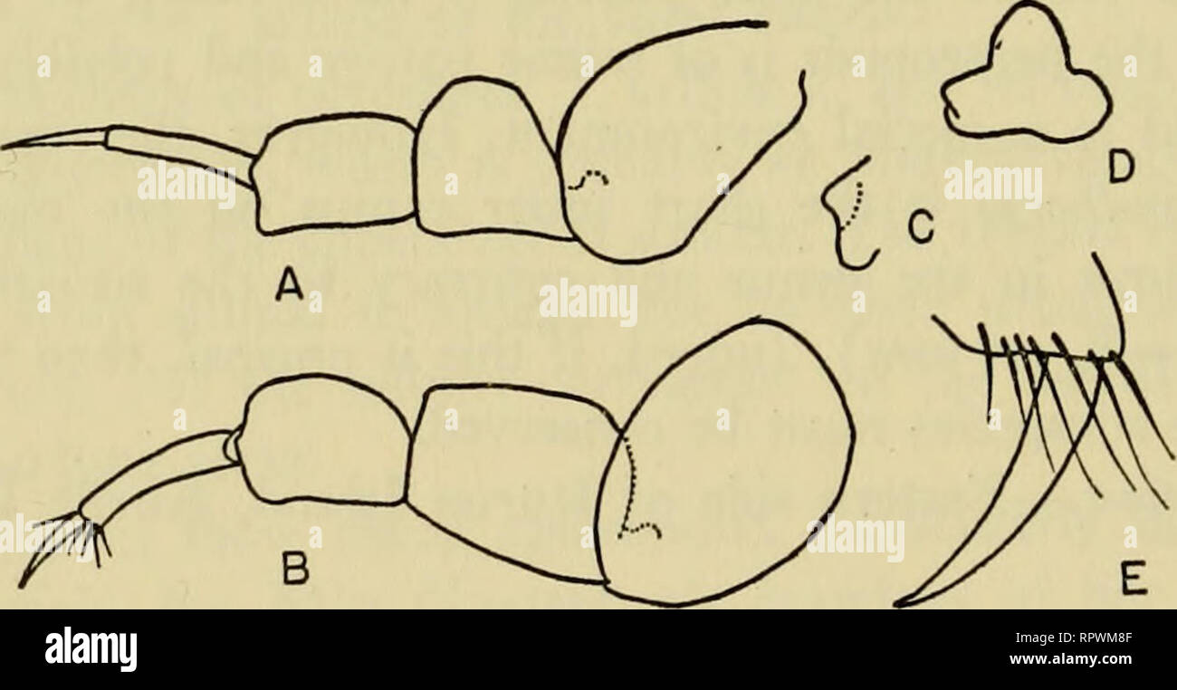 . Allan Hancock Pacific expeditions. [Reports]. Scientific expeditions ...