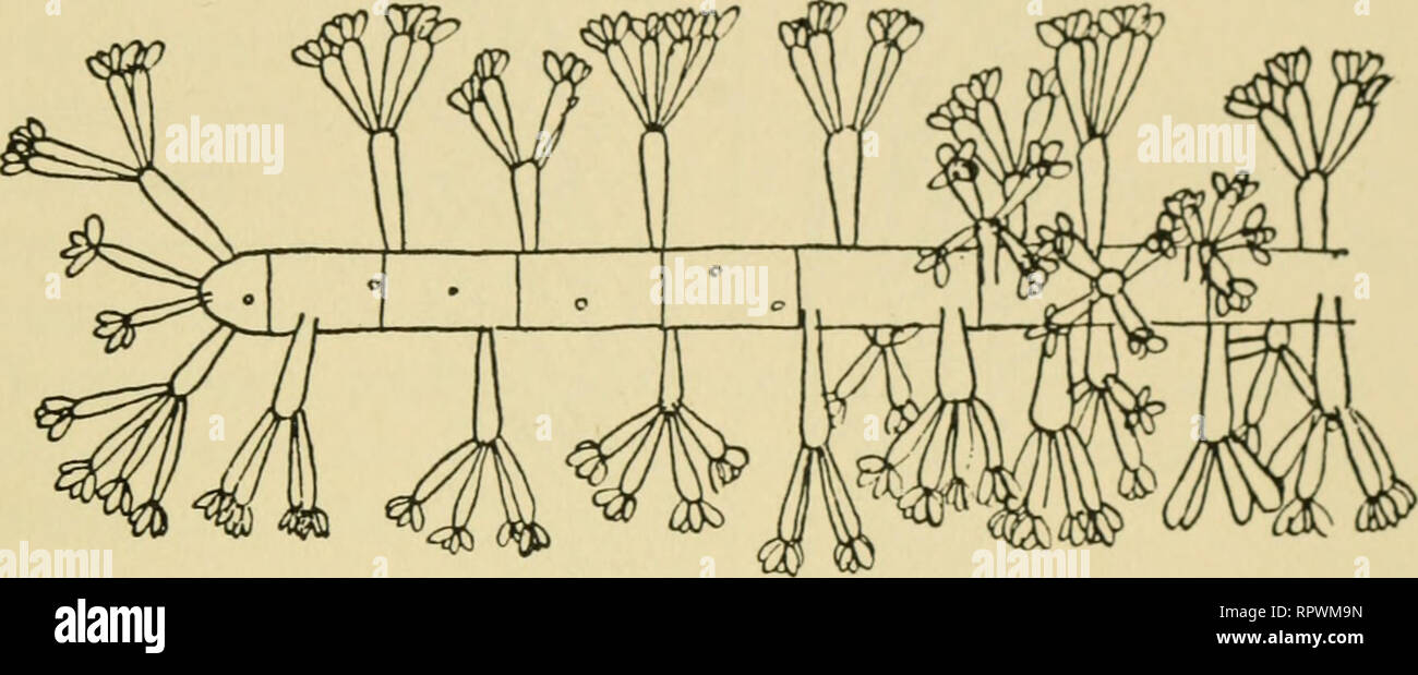 Calcified stalk algae hi-res stock photography and images - Alamy