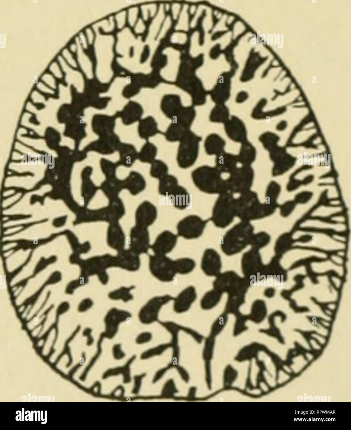 . The algae. Algae. B Fig. 177 Codiaceae. A, Palaeoporella variabilis ...