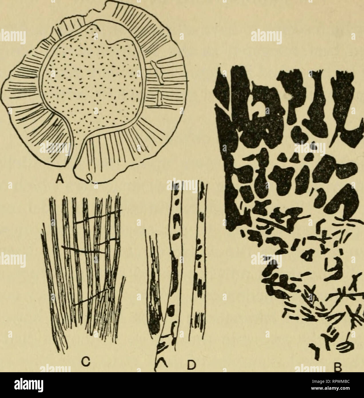 Transverse threads hi-res stock photography and images - Alamy