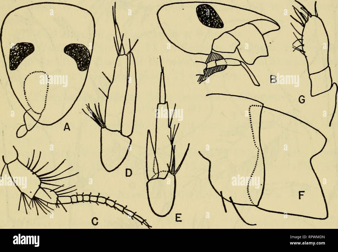 Paraphoxus oculatus hi-res stock photography and images - Alamy