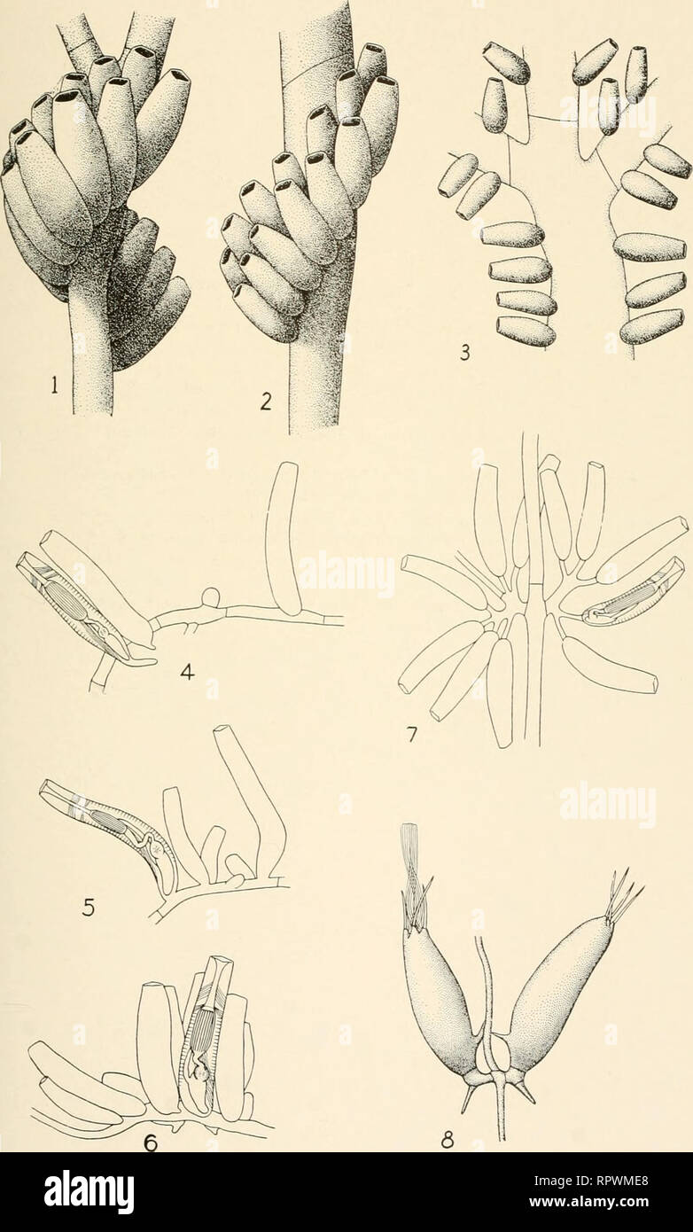 Cyclostomata hi-res stock photography and images - Alamy