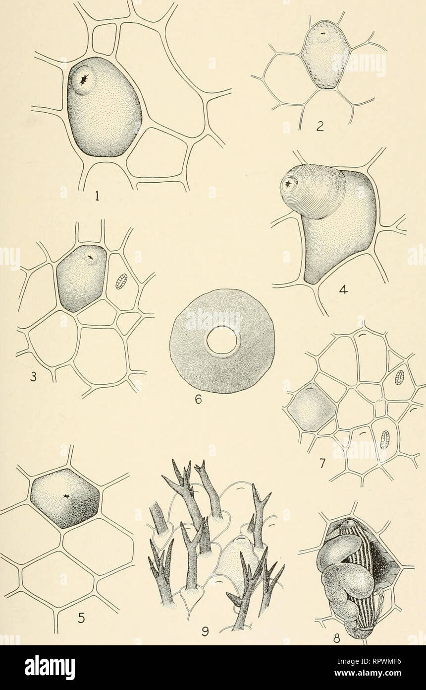 Cyclostomata hi-res stock photography and images - Alamy