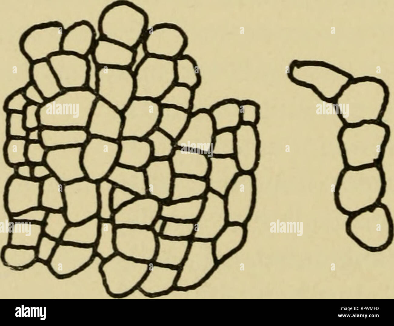 . The algae. Algae. 286 THE ALGAE endospores which are abstricted ...