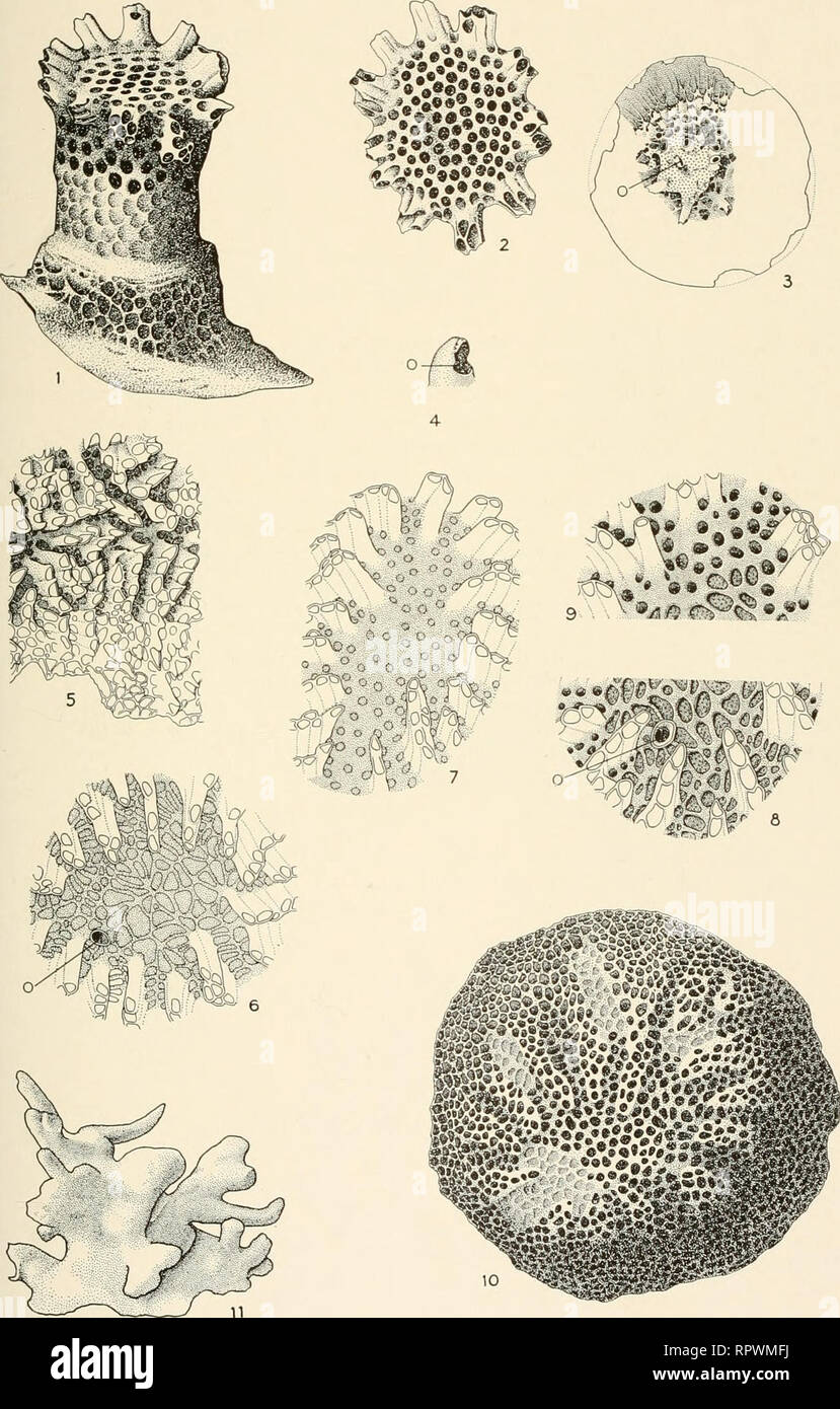 Cyclostomata hi-res stock photography and images - Alamy