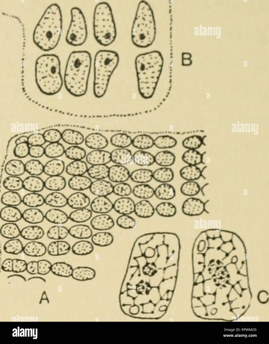 Merismopedia Labeled