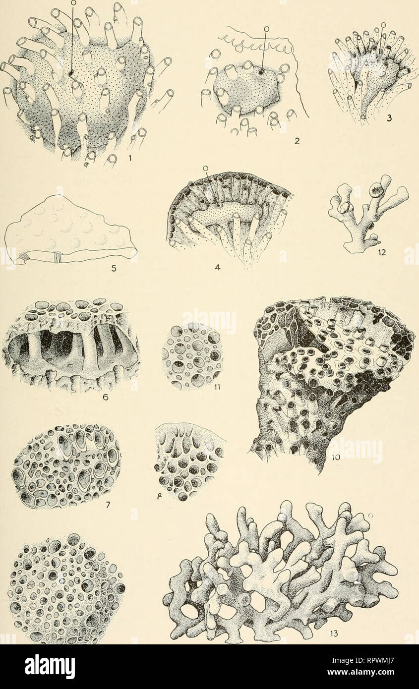 Cyclostomata hi-res stock photography and images - Alamy